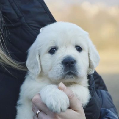 Puppies – Navilis