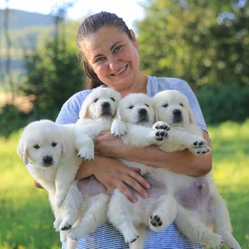 Puppies – Navilis