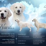 Navilis – Розплідник Золотистих Ретріверів