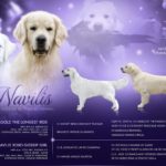 Puppies – Navilis