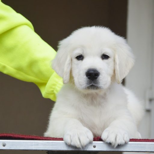 Puppies – Navilis