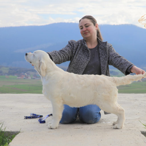 Puppies – Navilis