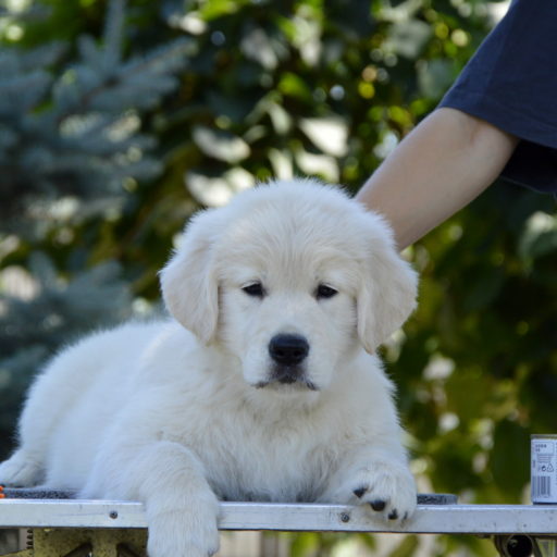 Puppies – Navilis
