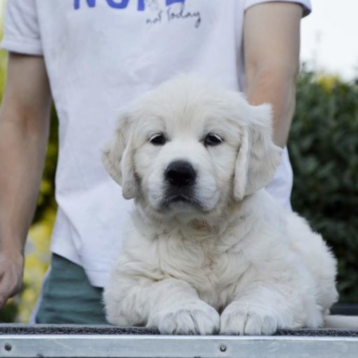 Puppies – Navilis