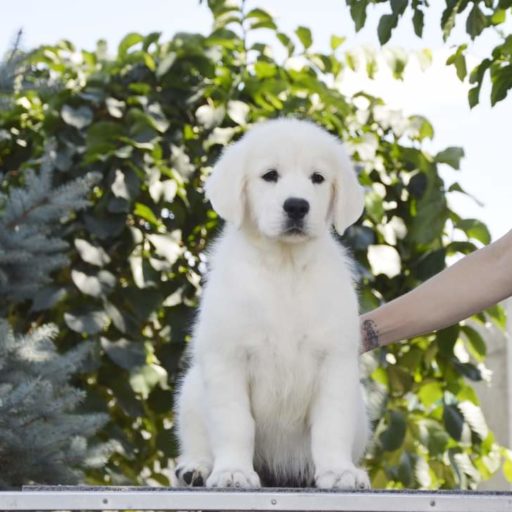 Puppies – Navilis