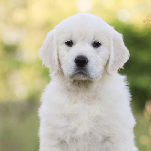 Puppies – Navilis