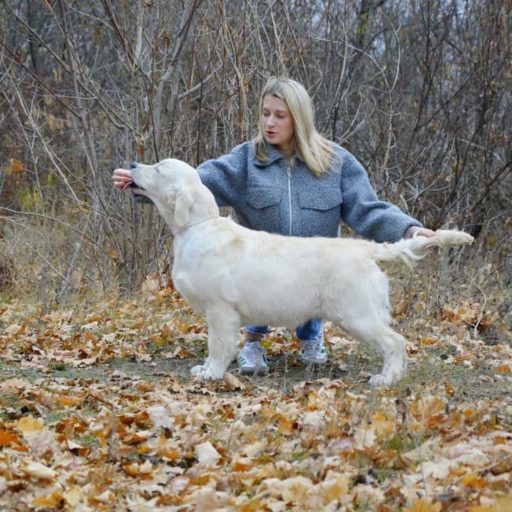Puppies – Navilis