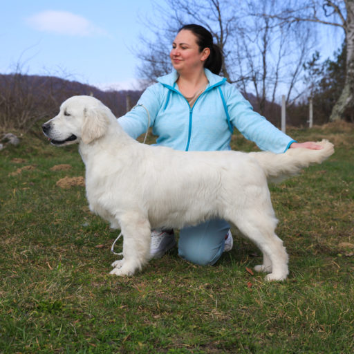 Puppies – Navilis