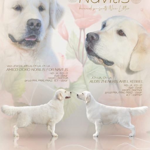 Navilis – Розплідник Золотистих Ретріверів