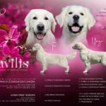 Puppies – Navilis